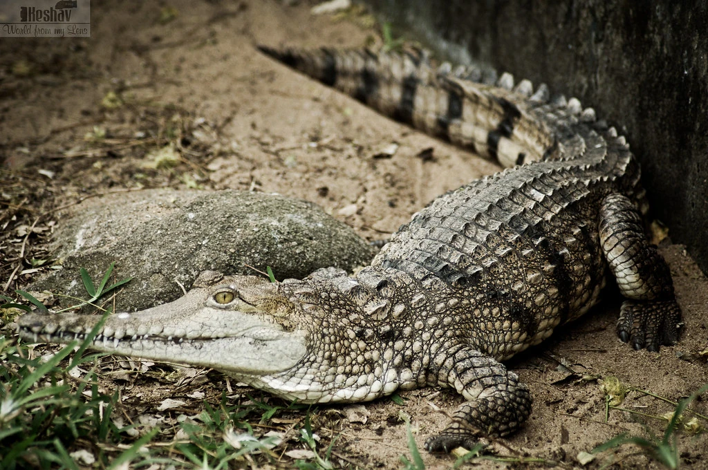 Freshwater Crocodile | NatureRules1 Wiki | Fandom