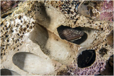 Date Mussel | NatureRules1 Wiki | Fandom