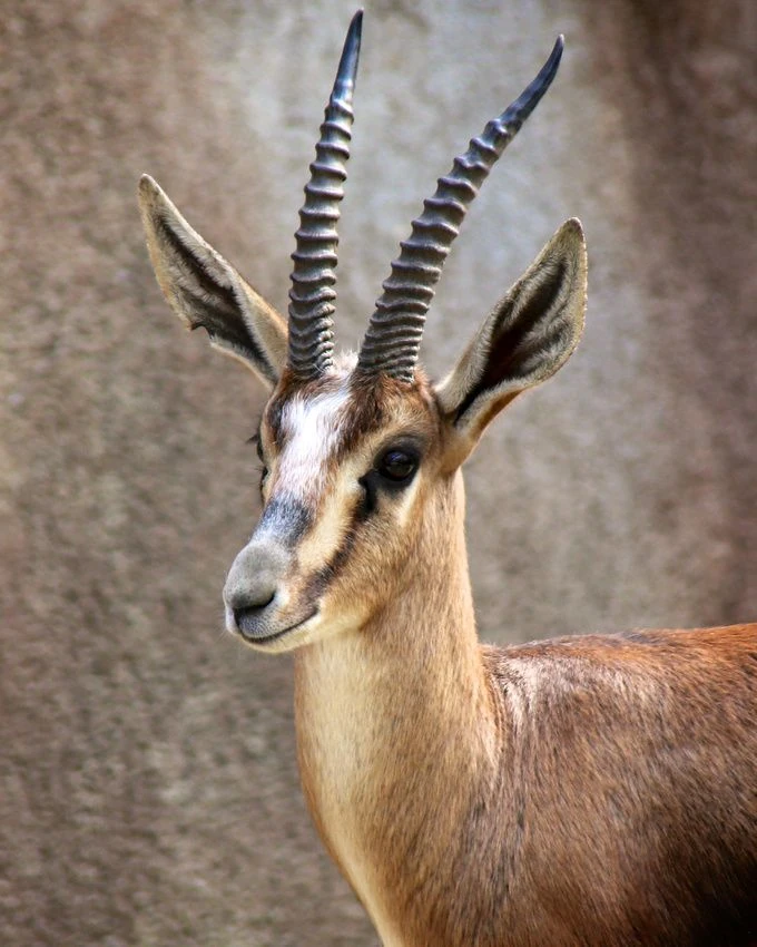 Cuvier's Gazelle | NatureRules1 Wiki | Fandom