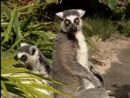 Ring-tailed Lemur | NatureRules1 Wiki | Fandom