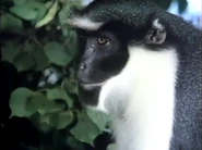 Diana Monkey | NatureRules1 Wiki | Fandom