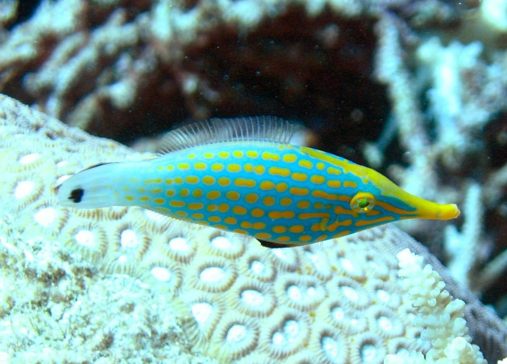 Orange Spotted Filefish | NatureRules1 Wiki | Fandom