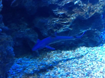 Spotted Estuary Smooth-hound | NatureRules1 Wiki | Fandom