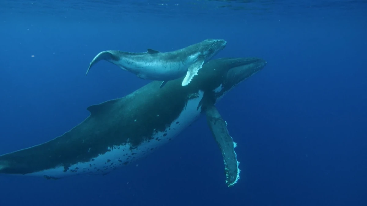Sulu Sulawesi Sea | NatureRules1 Wiki | Fandom