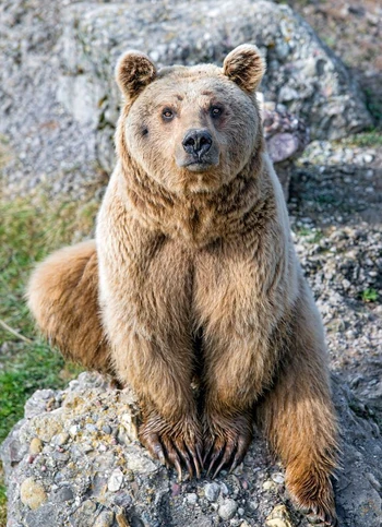 Syrian Brown Bear | NatureRules1 Wiki | Fandom