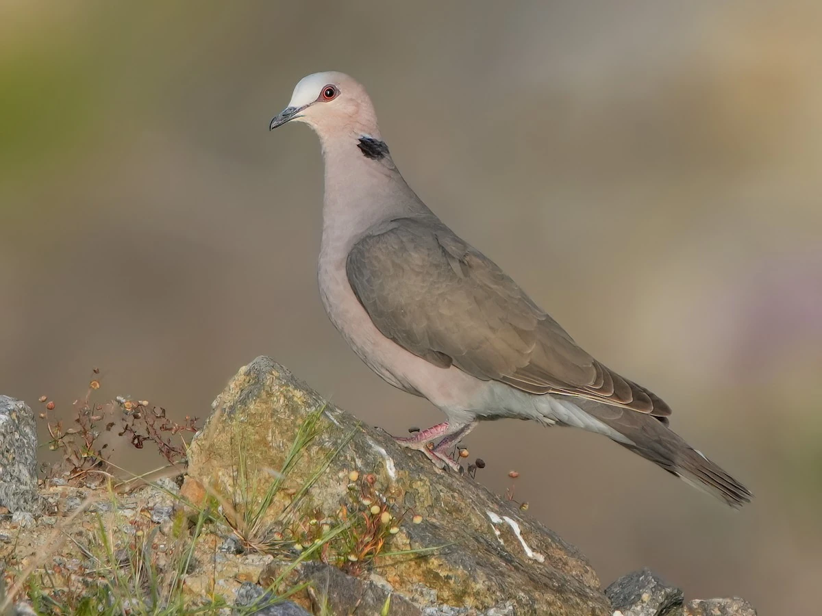 Red-eyed Dove | NatureRules1 Wiki | Fandom