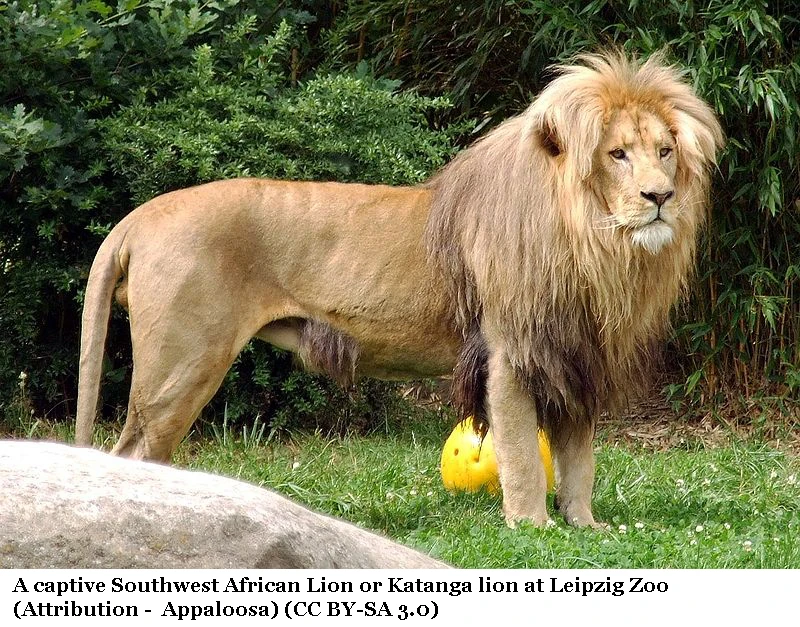 Southeast African Lion