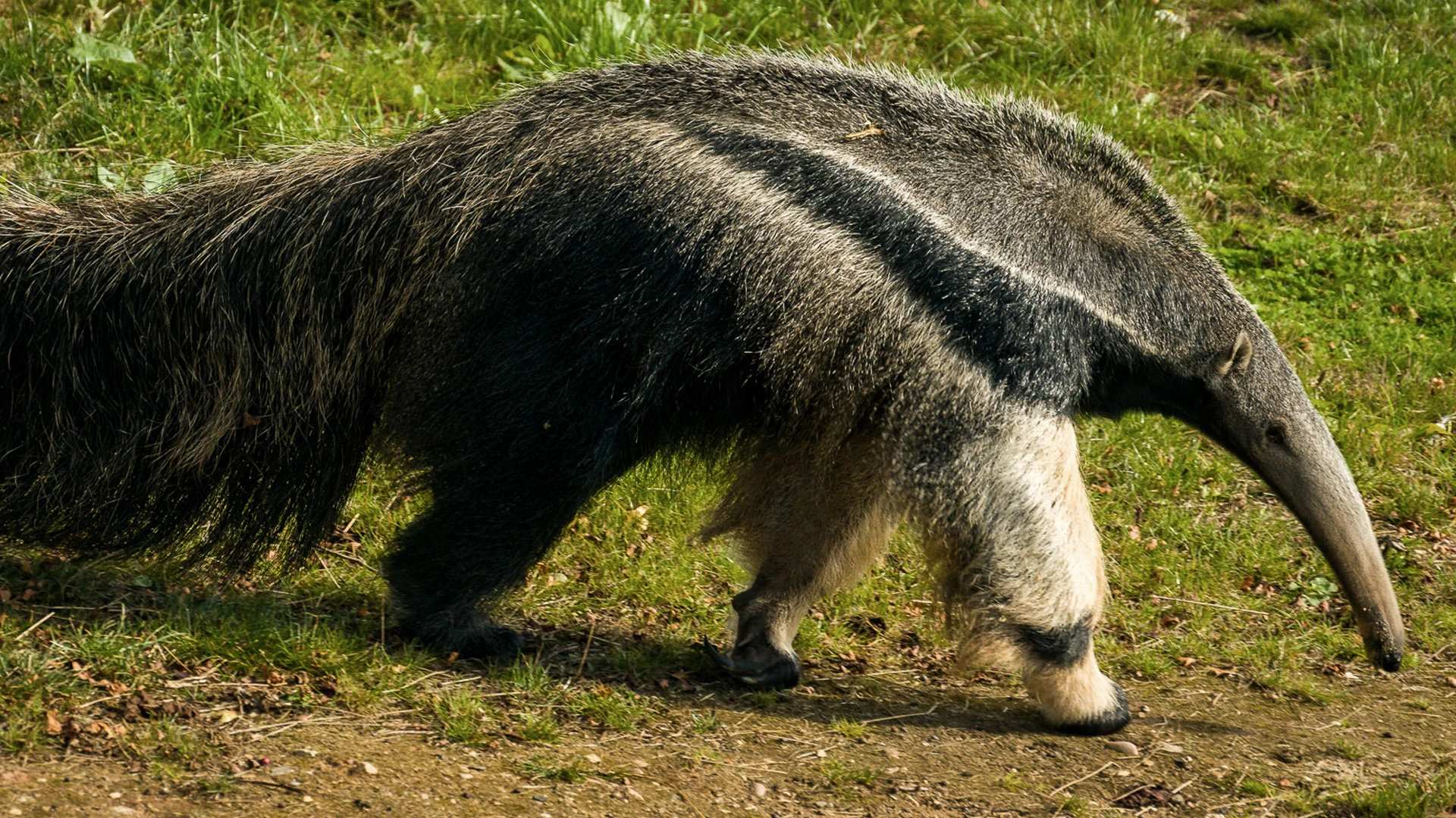 Rainforest Anteater