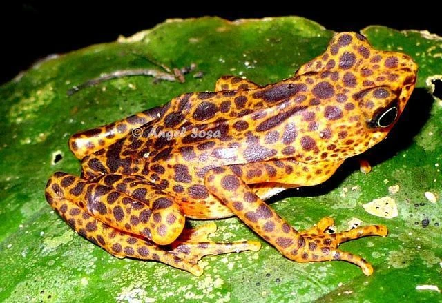 Darien Stubfoot Toad | NatureRules1 Wiki | Fandom