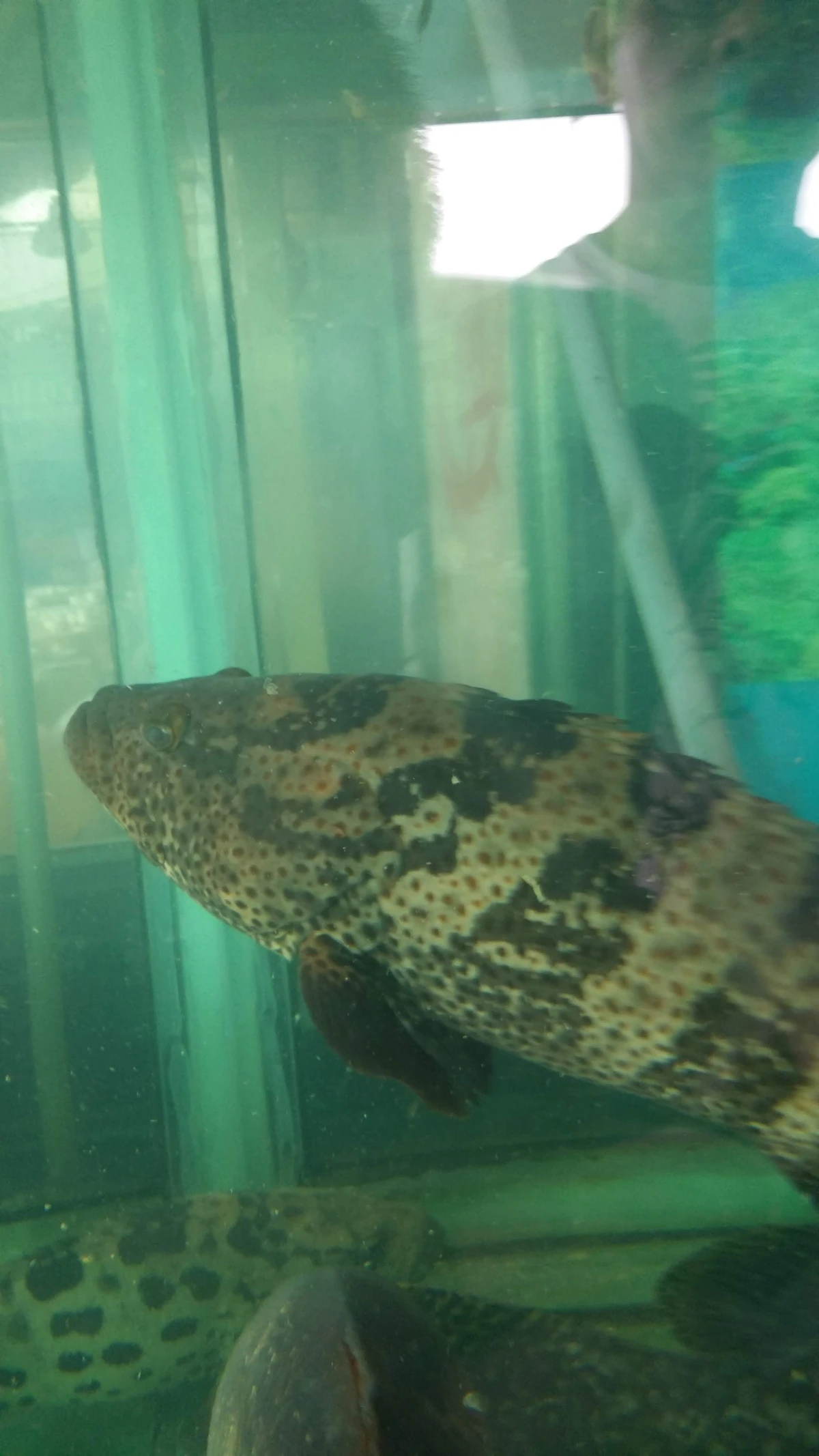 Malabar Grouper | NatureRules1 Wiki | Fandom