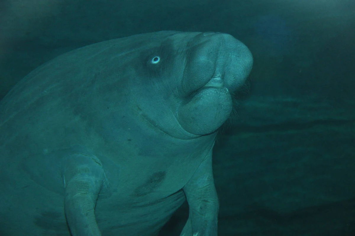 African Manatee | NatureRules1 Wiki | Fandom