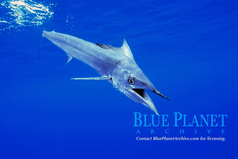 Shortbill Spearfish | NatureRules1 Wiki | Fandom