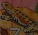 Zebra-tailed Lizard | NatureRules1 Wiki | Fandom