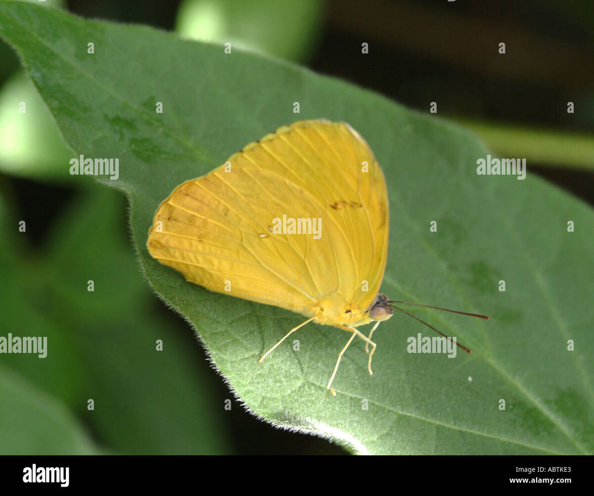 Cloudless Sulphur Naturerules1 Wiki Fandom