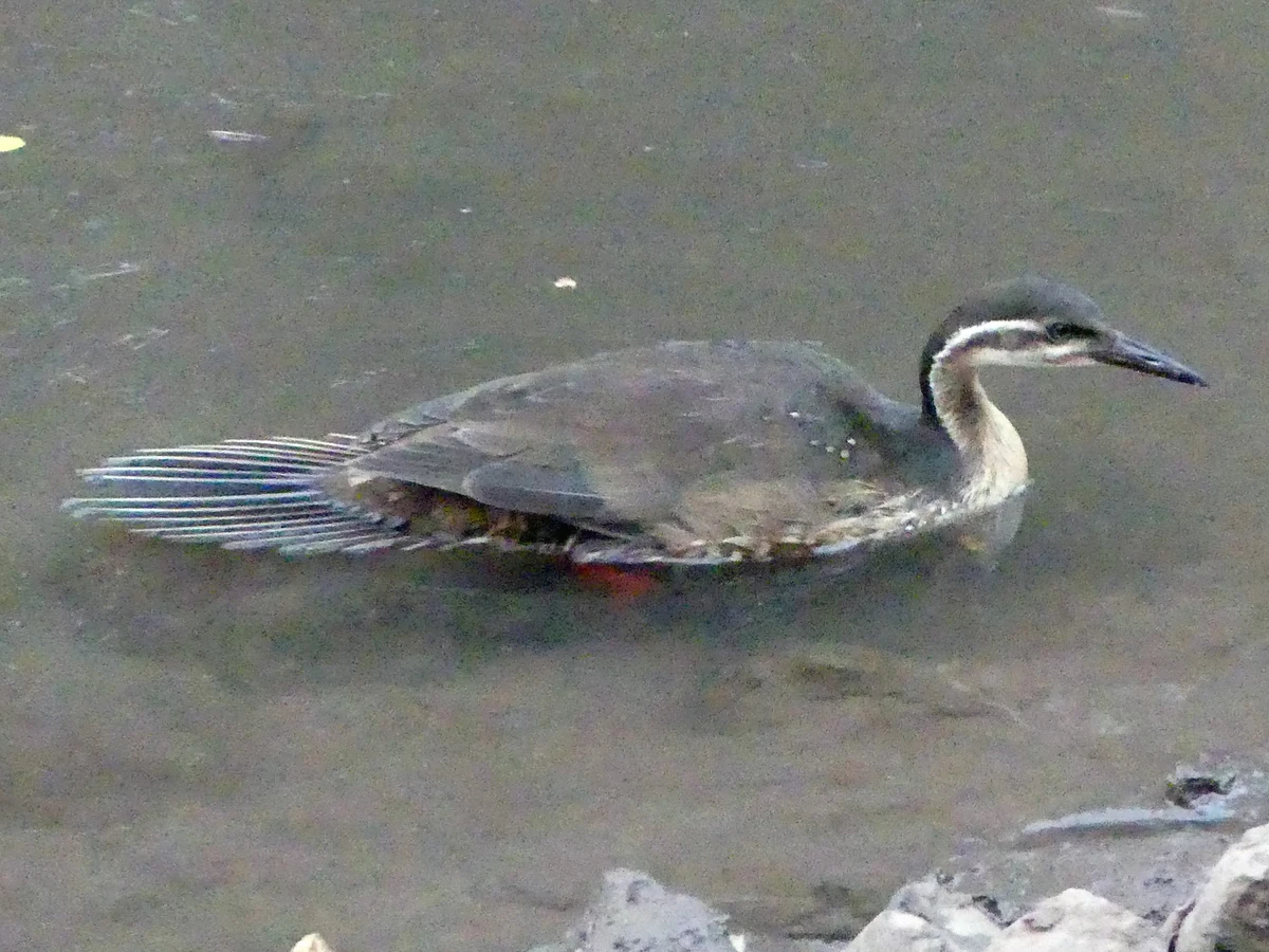 African Finfoot | NatureRules1 Wiki | Fandom