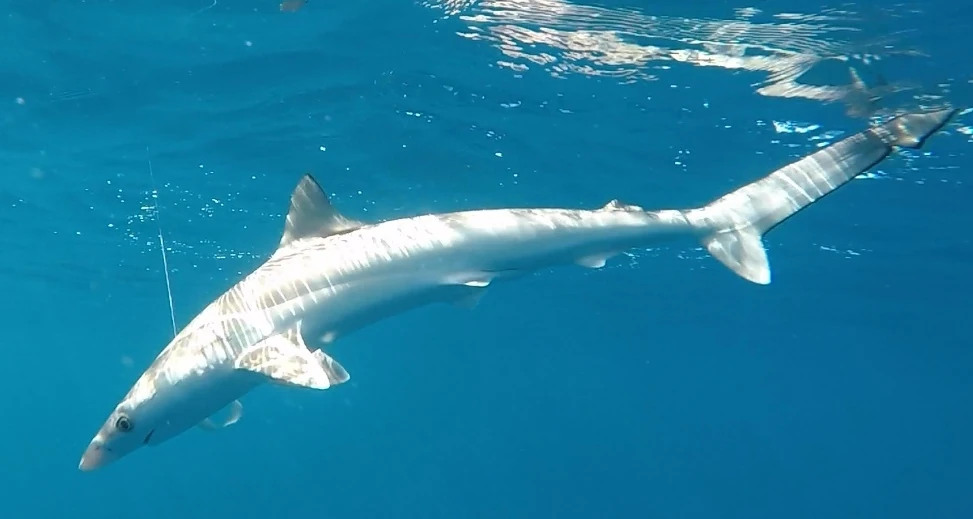 Australian Sharpnose Shark | NatureRules1 Wiki | Fandom