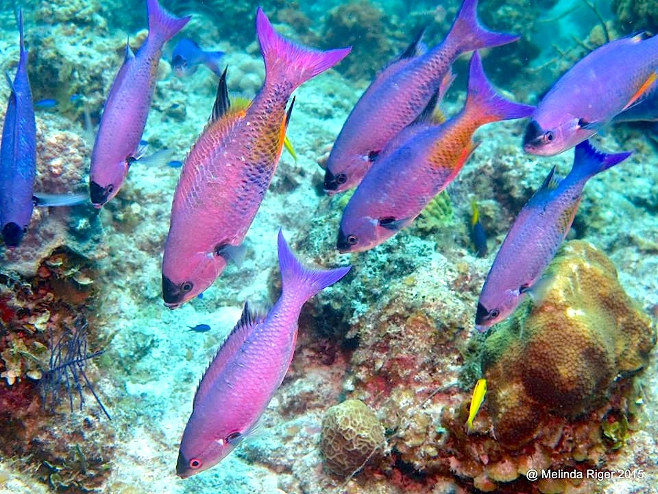 Creole Wrasse | NatureRules1 Wiki | Fandom
