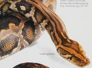 Indian Python | NatureRules1 Wiki | Fandom