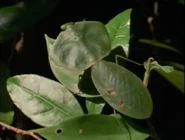 Tropical Shield Mantis | NatureRules1 Wiki | Fandom