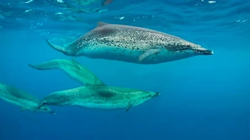 Zygorhiza | NatureRules1 Wiki | Fandom