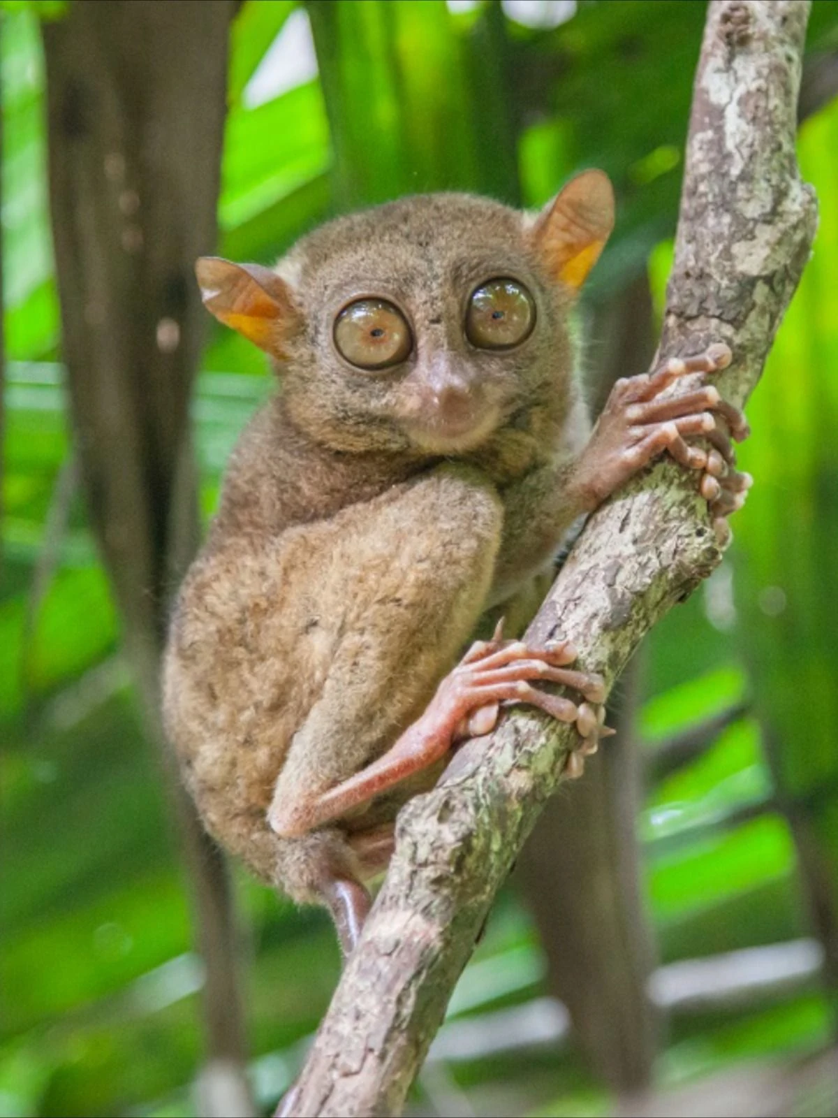 Philippine Tarsier | NatureRules1 Wiki | Fandom