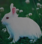 Domestic Rabbit | NatureRules1 Wiki | Fandom