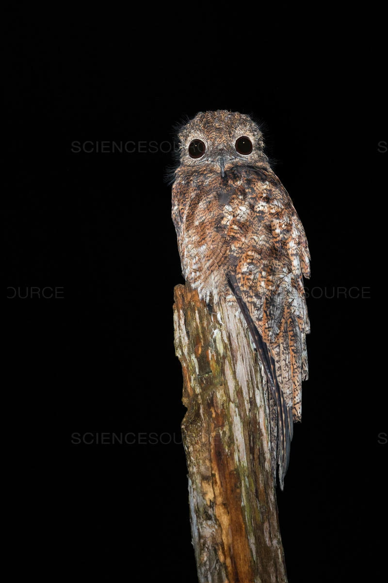 Great Potoo | NatureRules1 Wiki | Fandom