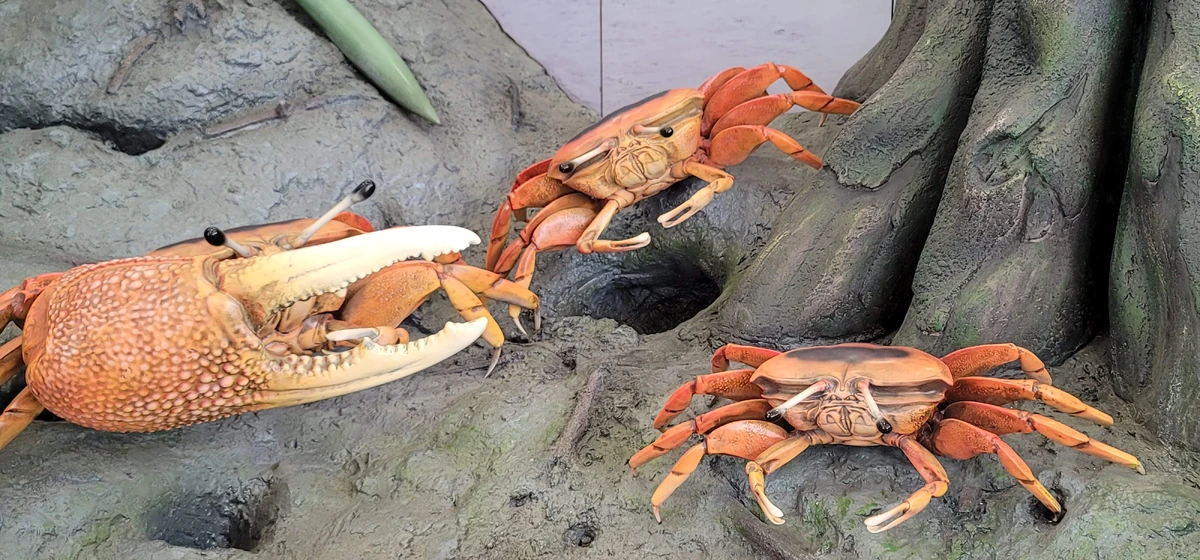 Wallowa Lake Freshwater Crustaceans | NatureRules1 Wiki | Fandom