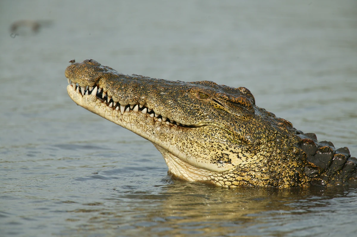 Nile Crocodile | NatureRules1 Wiki | Fandom