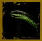 Boomslang | NatureRules1 Wiki | Fandom