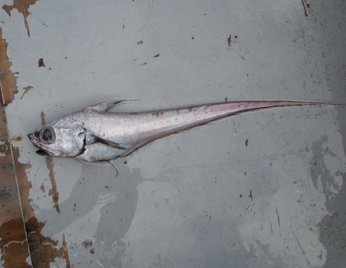 Popeye Grenadier | NatureRules1 Wiki | Fandom