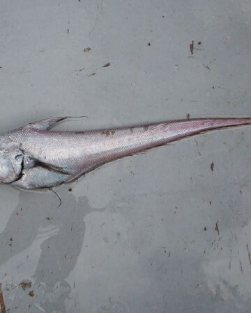 Giant Grenadier Fish