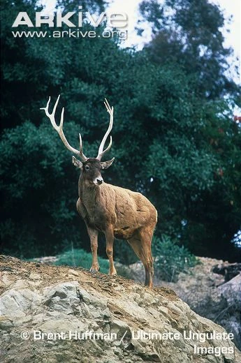 Thorold's Deer | NatureRules1 Wiki | Fandom