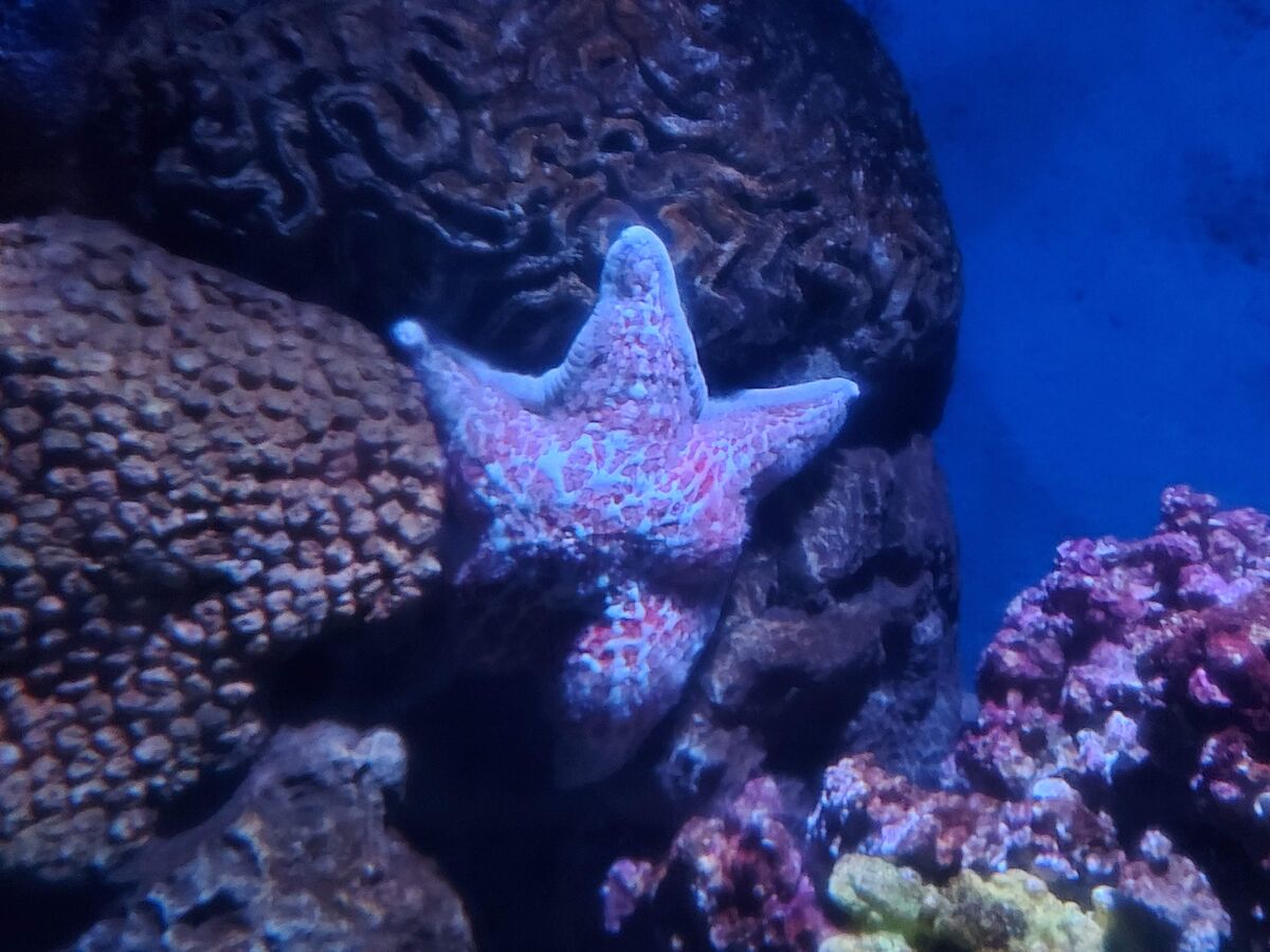 Bat Star Bat Star | NatureRules1 Wiki | Fandom