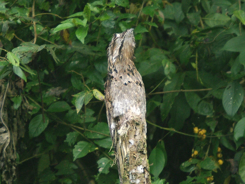 Common Potoo | NatureRules1 Wiki | Fandom