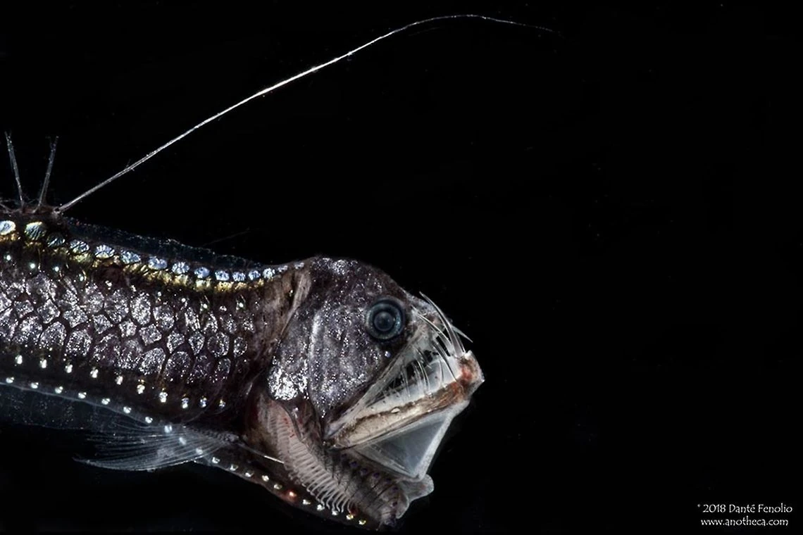 Dana Viperfish | NatureRules1 Wiki | Fandom