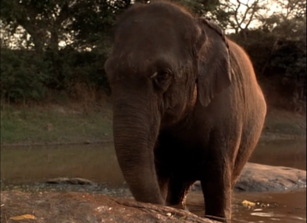 Harry and Linda Fath Elephant Trek | NatureRules1 Wiki | Fandom