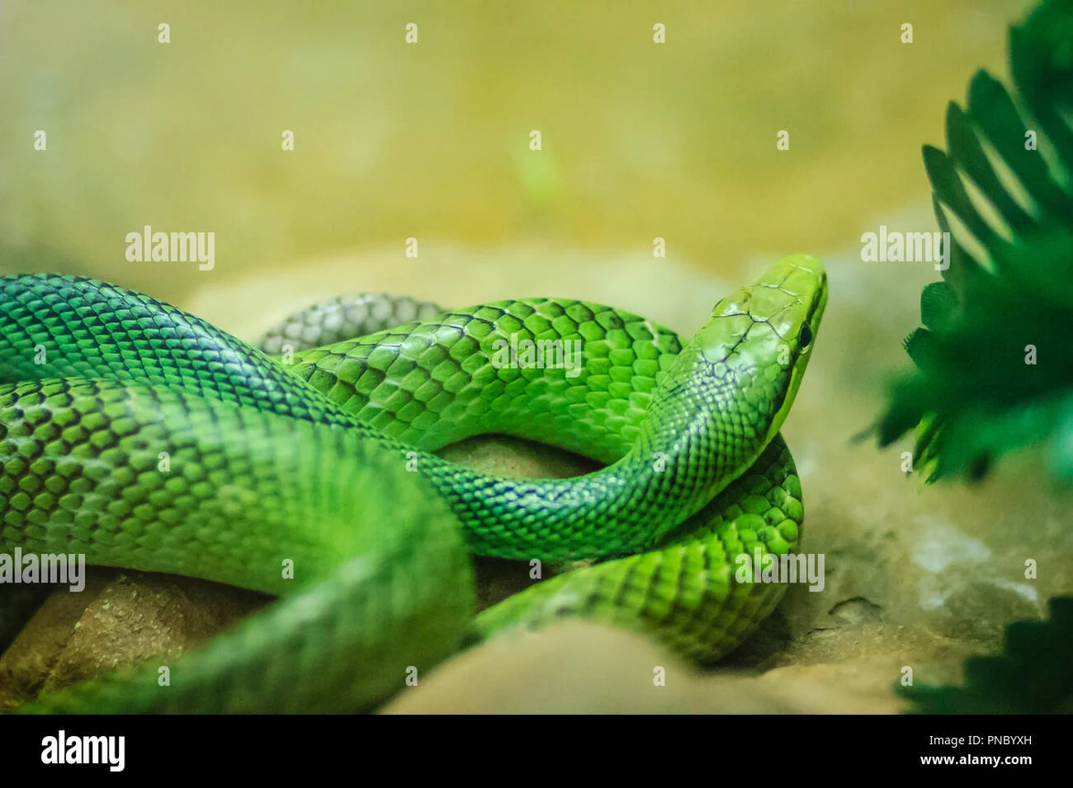 Red-tailed Racer | NatureRules1 Wiki | Fandom