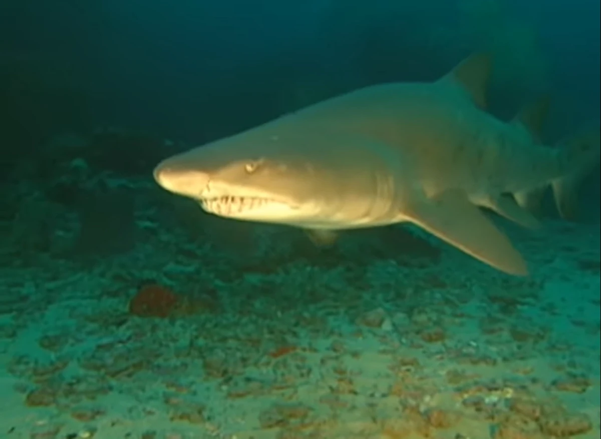 Shark Mystique | NatureRules1 Wiki | Fandom