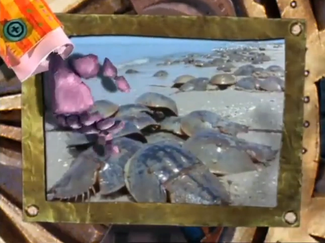 ABC Oceans (American Museum of Natural History) Animals Alphabet ...