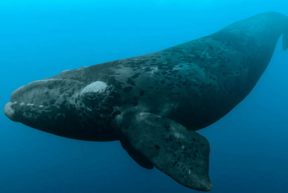 North Atlantic Right Whale | NatureRules1 Wiki | Fandom