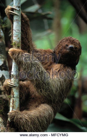 Maned Sloth | NatureRules1 Wiki | Fandom