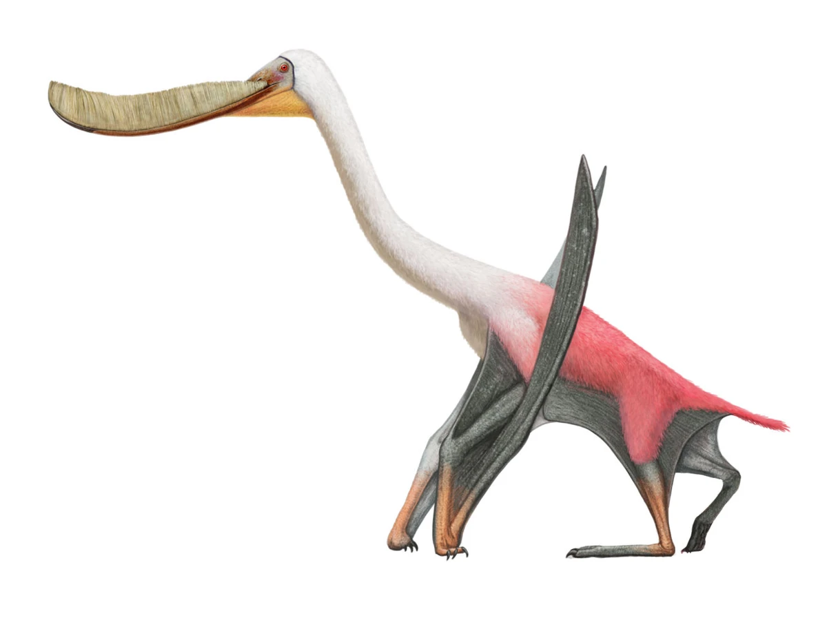 Pterodaustro | NatureRules1 Wiki | Fandom