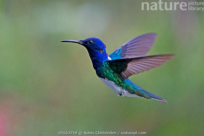 White-necked Jacobin | NatureRules1 Wiki | Fandom