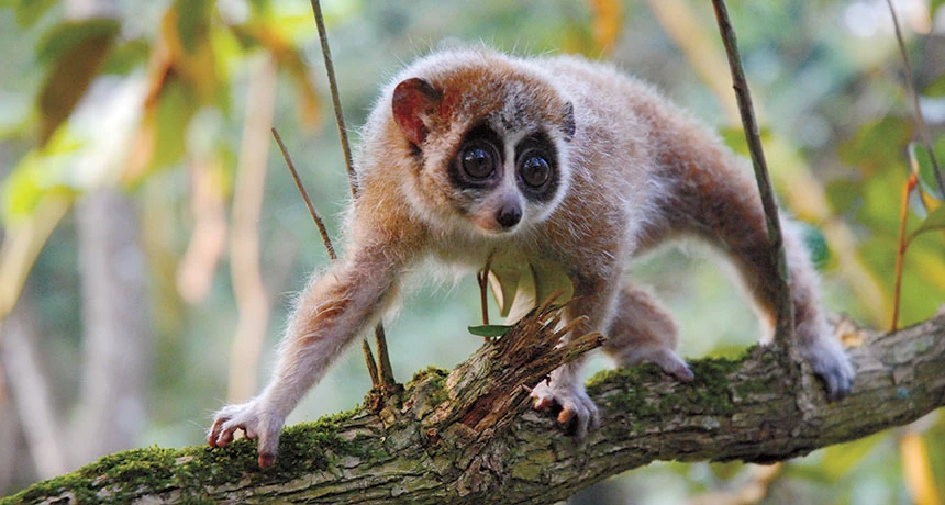 Pygmy Slow Loris | NatureRules1 Wiki | Fandom