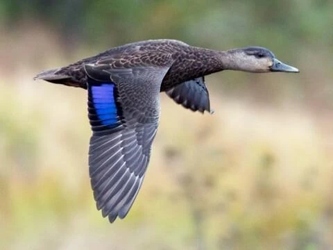 American Black Duck | NatureRules1 Wiki | Fandom