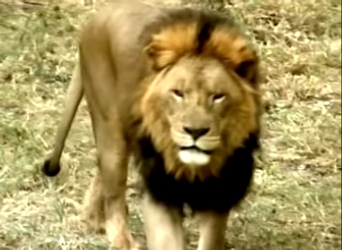 Alvinnn!!! and the Wild Animals | NatureRules1 Wiki | Fandom
