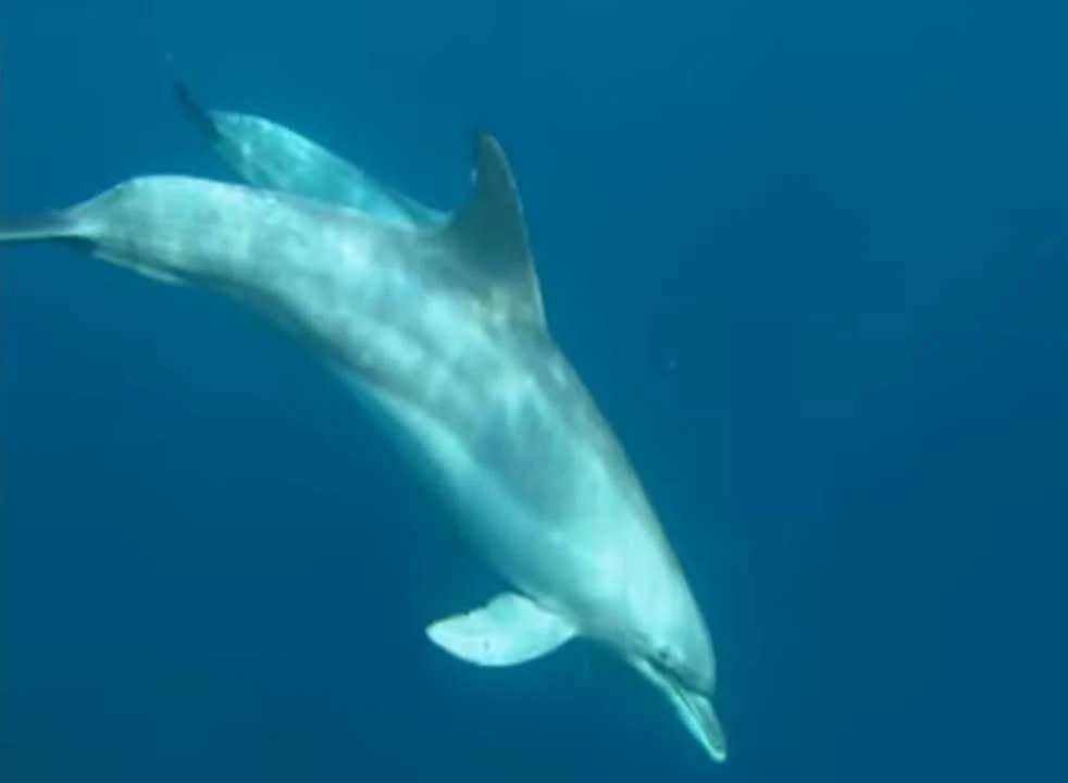 Ocean Diversity | NatureRules1 Wiki | Fandom