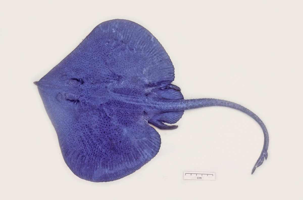 Blue Skate | NatureRules1 Wiki | Fandom