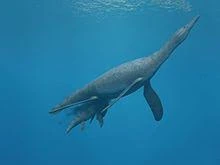 Polycotylus | NatureRules1 Wiki | Fandom